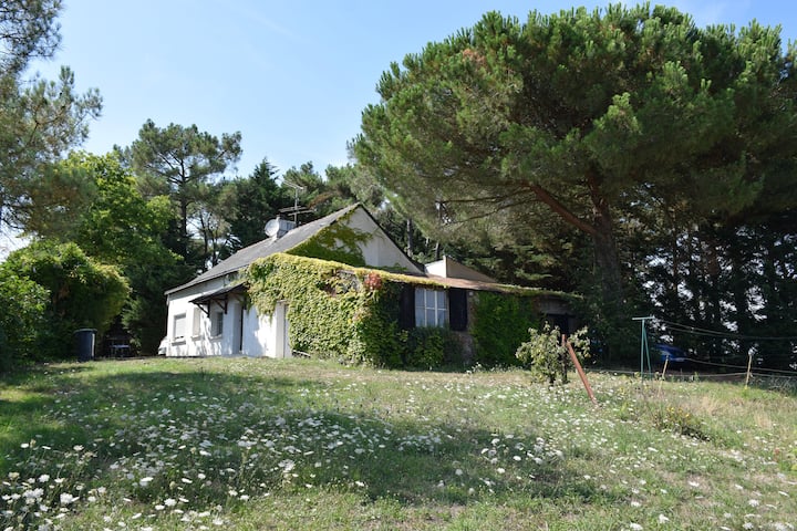 Petite Maison Dans La Forêt - Sucé-sur-Erdre