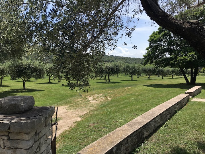 Studio Au Cœur D'une Oliveraie - Saint-Florent