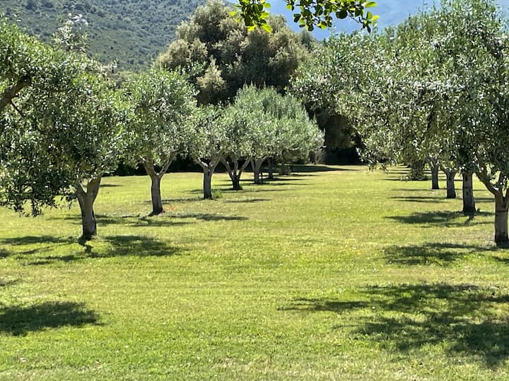 Maisonnette Au Cœur D'une Oliveraie - 3 Pièces - Saint-Florent