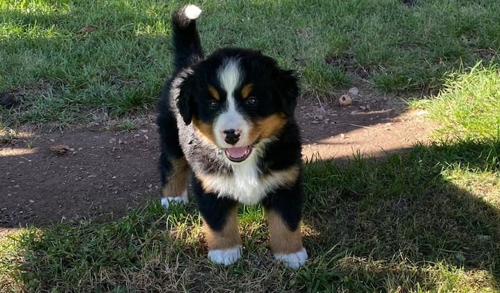 Dogs Are Welcome Little Farm "Alberhof" - Bolzano