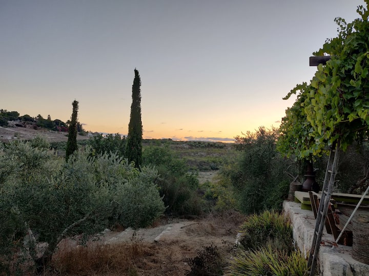 כרם זיתים קסום סמוך לתל גזר - Israël