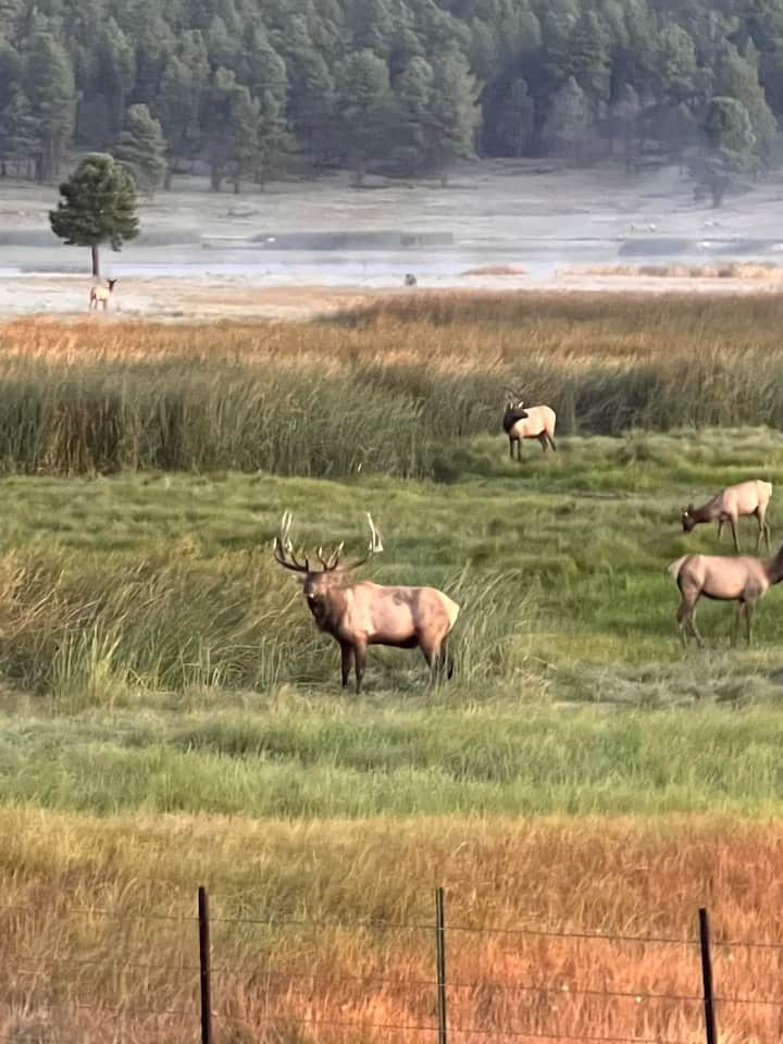 White Tail Lodge - Alpine, AZ