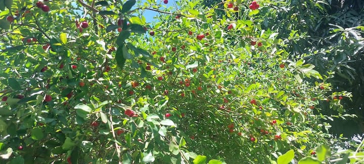 Casa Acerola - Obligado