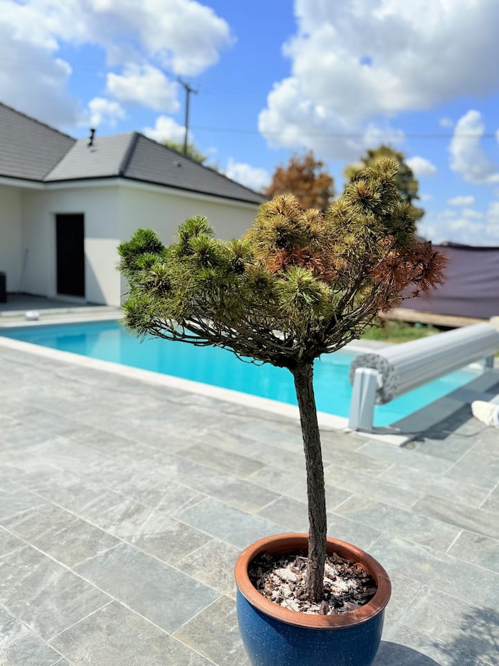 • Tiny House - éVasion Nature Piscine + Vélos • - Cher
