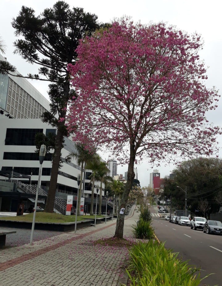 Apartamento 2 Quartos Prox Arena - Curitiba