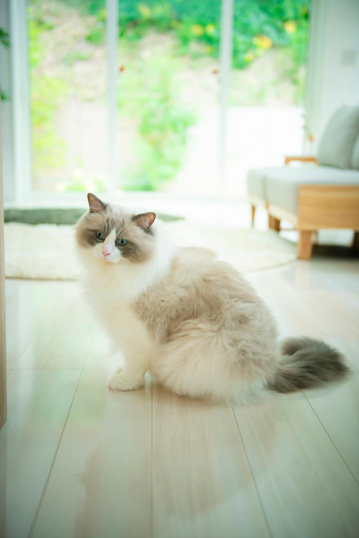 Nara Homestay | Kyoto Osaka Access | Big Dog - Nara