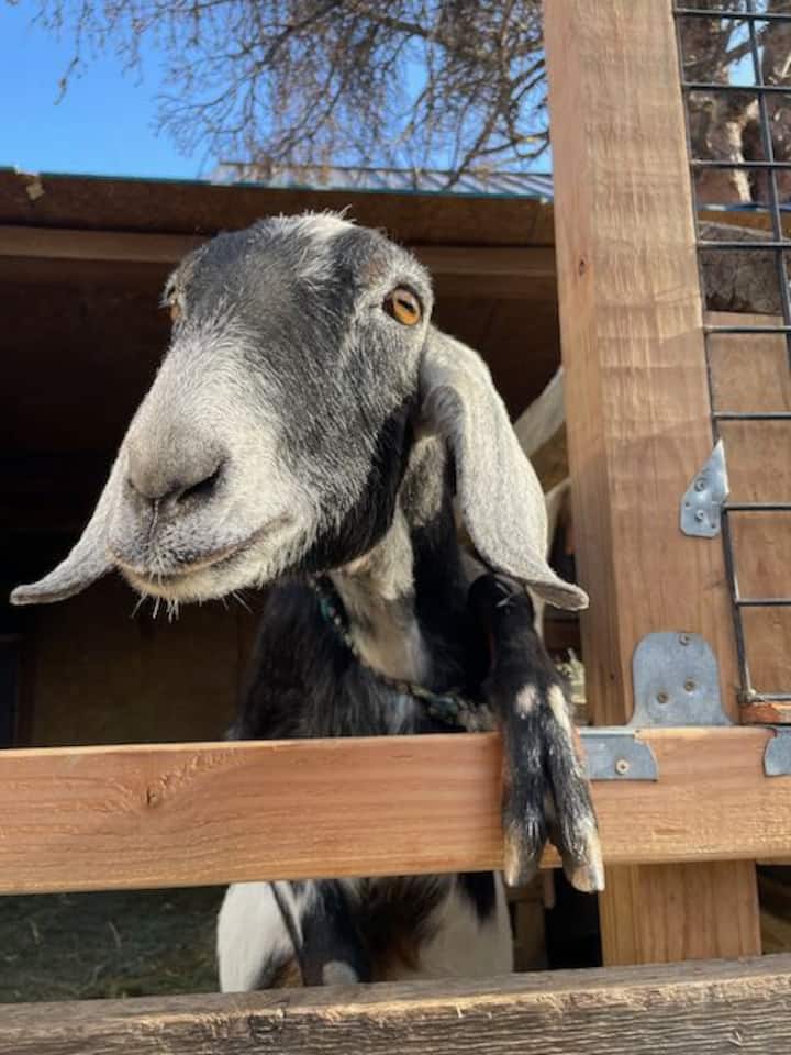 Muddy Muckers 
Stay, Clay And Play - 丹佛