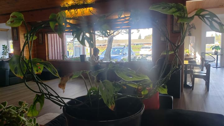 4-star Hotel Room, 2 Double Beds, Affordable Price - Rotorua