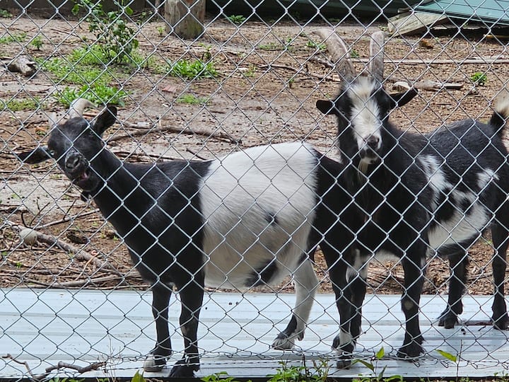 Goat House Almost Downtown! - Augusta, GA