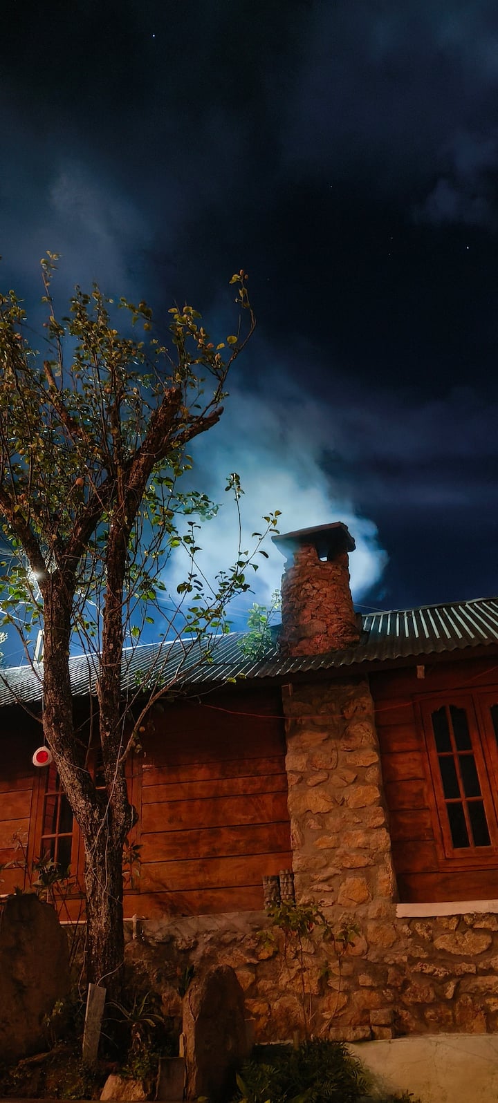 Orange Tree - Kodaikanal