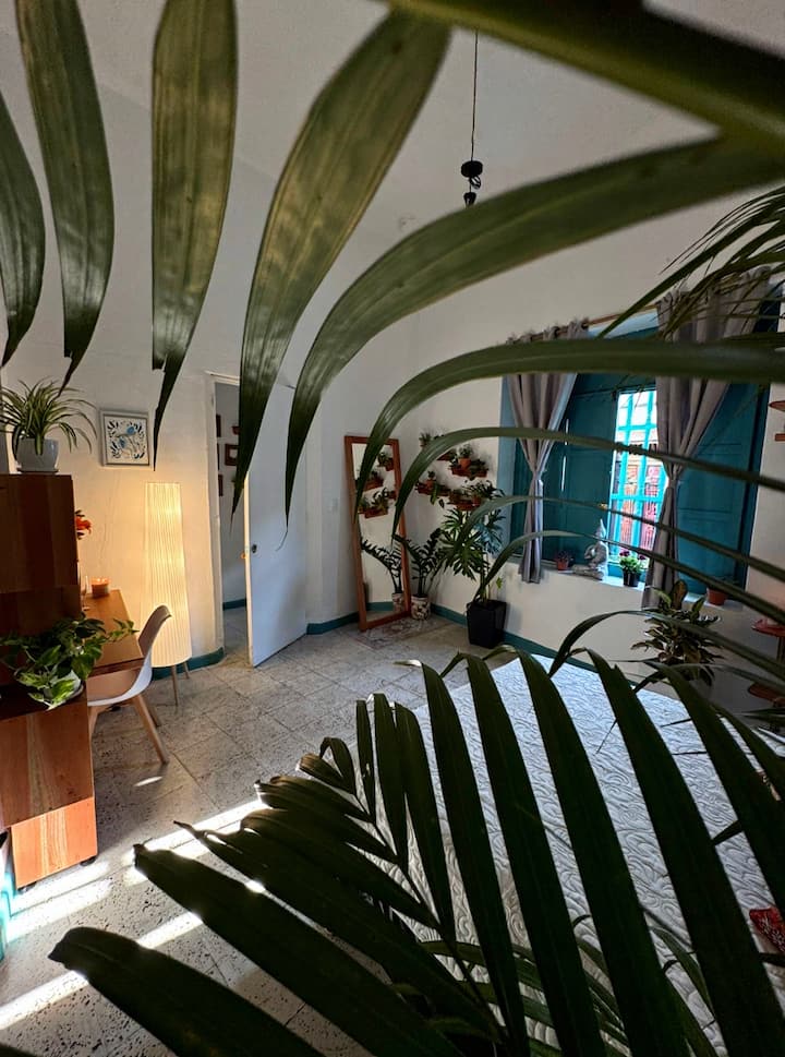 Urban Jungle In San Antonio - Cali