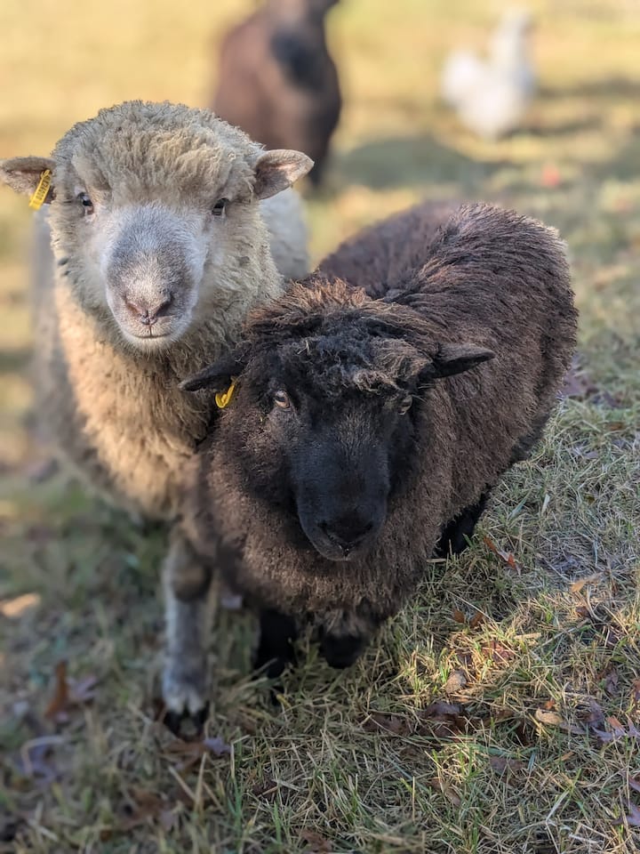 Hobby Farm And Hunting Cottage - Crystal Beach