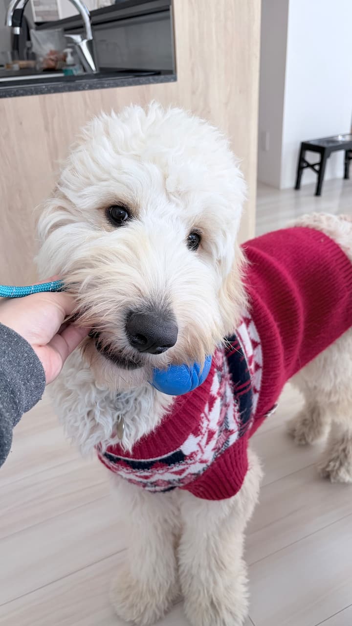 Nara Homestay | Kyoto Osaka Access | Dog & Cat - Nara