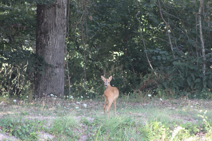 Maison De Charme En Pleine Nature - Arboretum des Grandes Bruyères