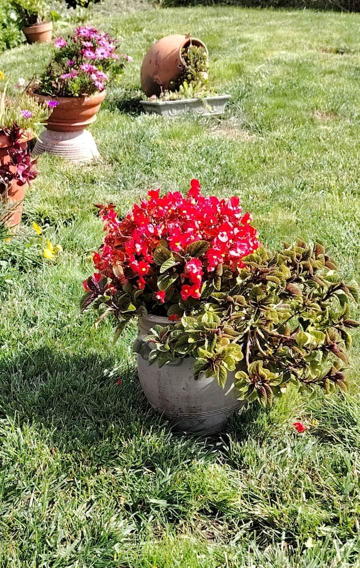 Appartement - Rouffach