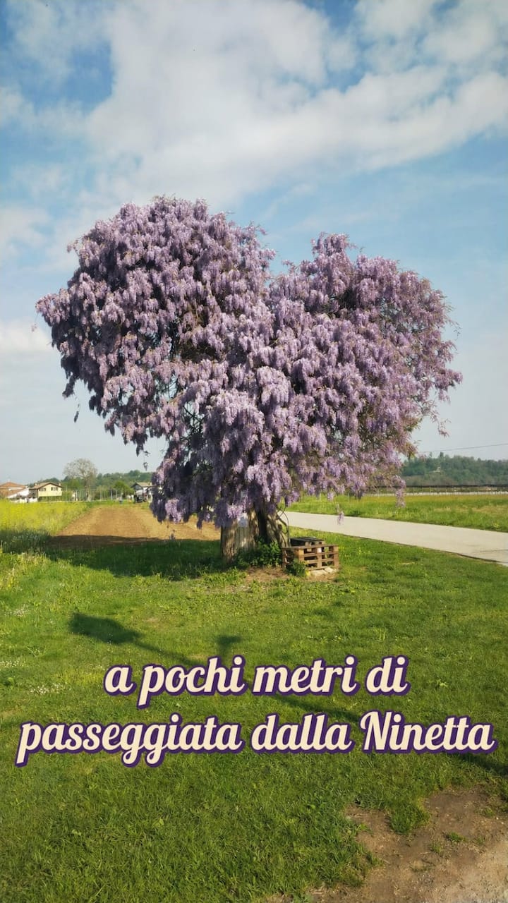 Ninetta - Cuneo