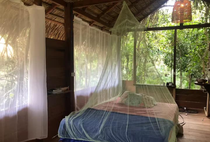 Conexão Com A Floresta Amazônica - Pará (estado)