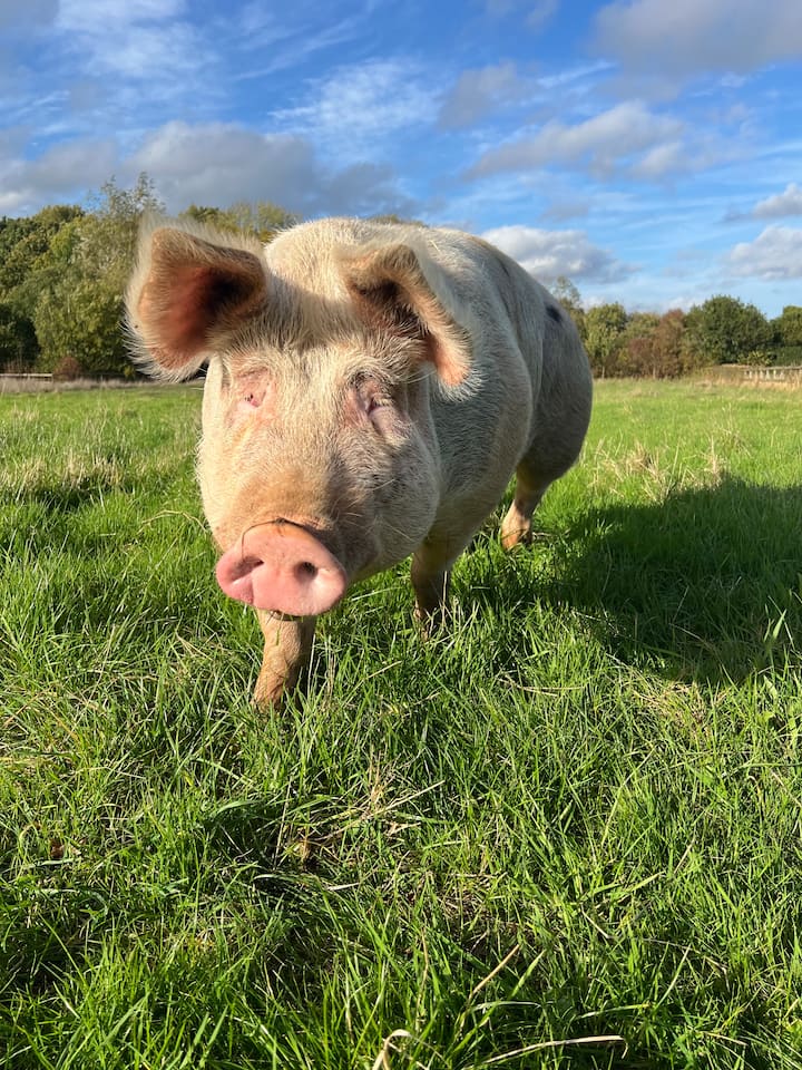 Vegan Farmed Animal Sanctuary - Drayton Manor Resort