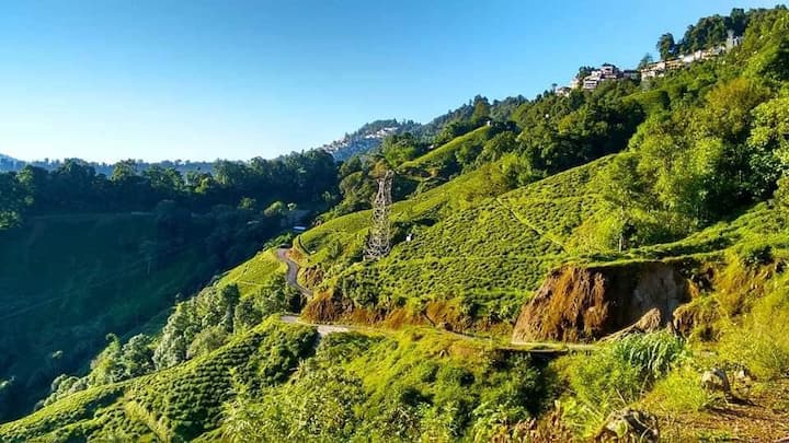 Darjeeling Tea Garden Stay With Mt. Kanchenjunga - Darjeeling