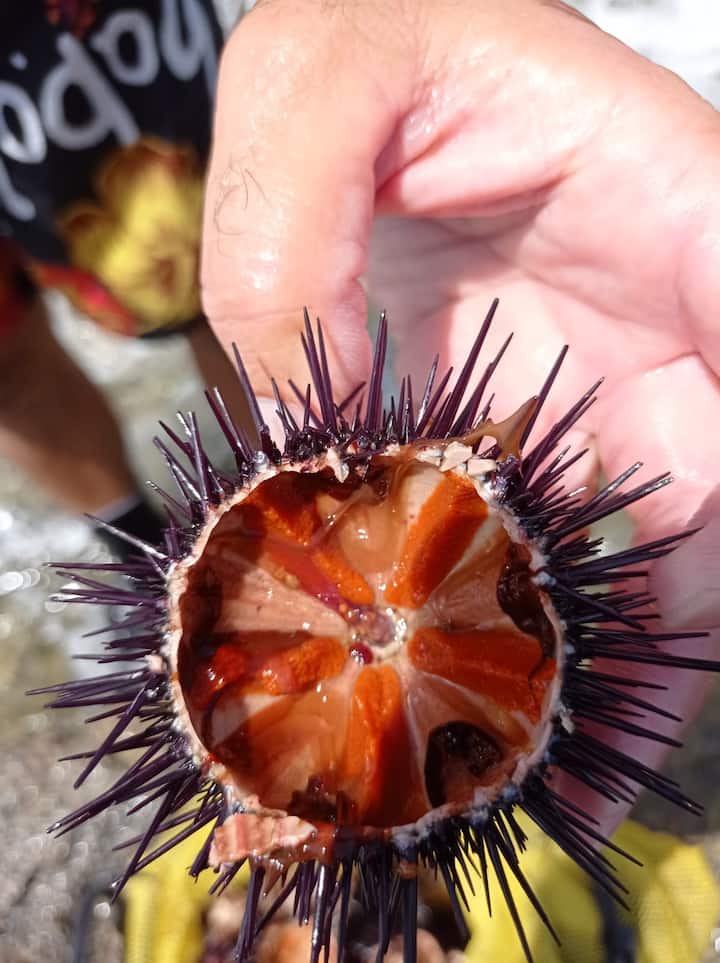 Martino 10 Riccio - Carloforte