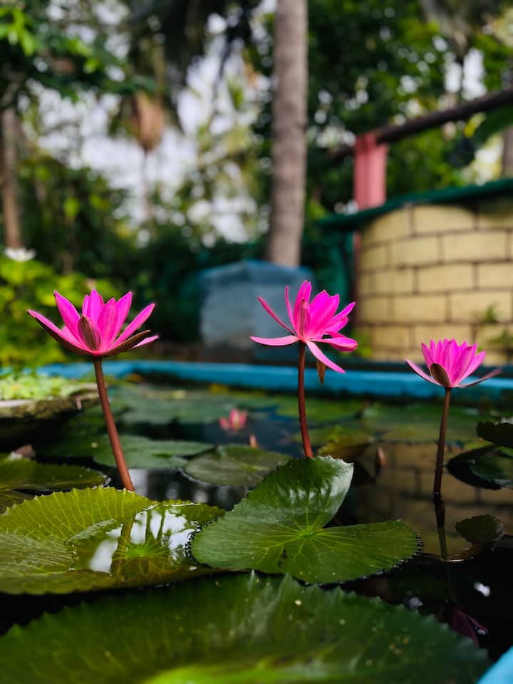 Divine Touch Homestay |12guests|3rooms | - Srirangapatna