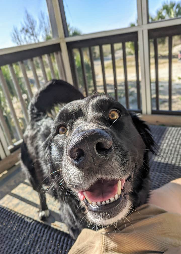 The Lucky Dog Beach House 3b/3b Pet Friendly - Indian Pass, FL