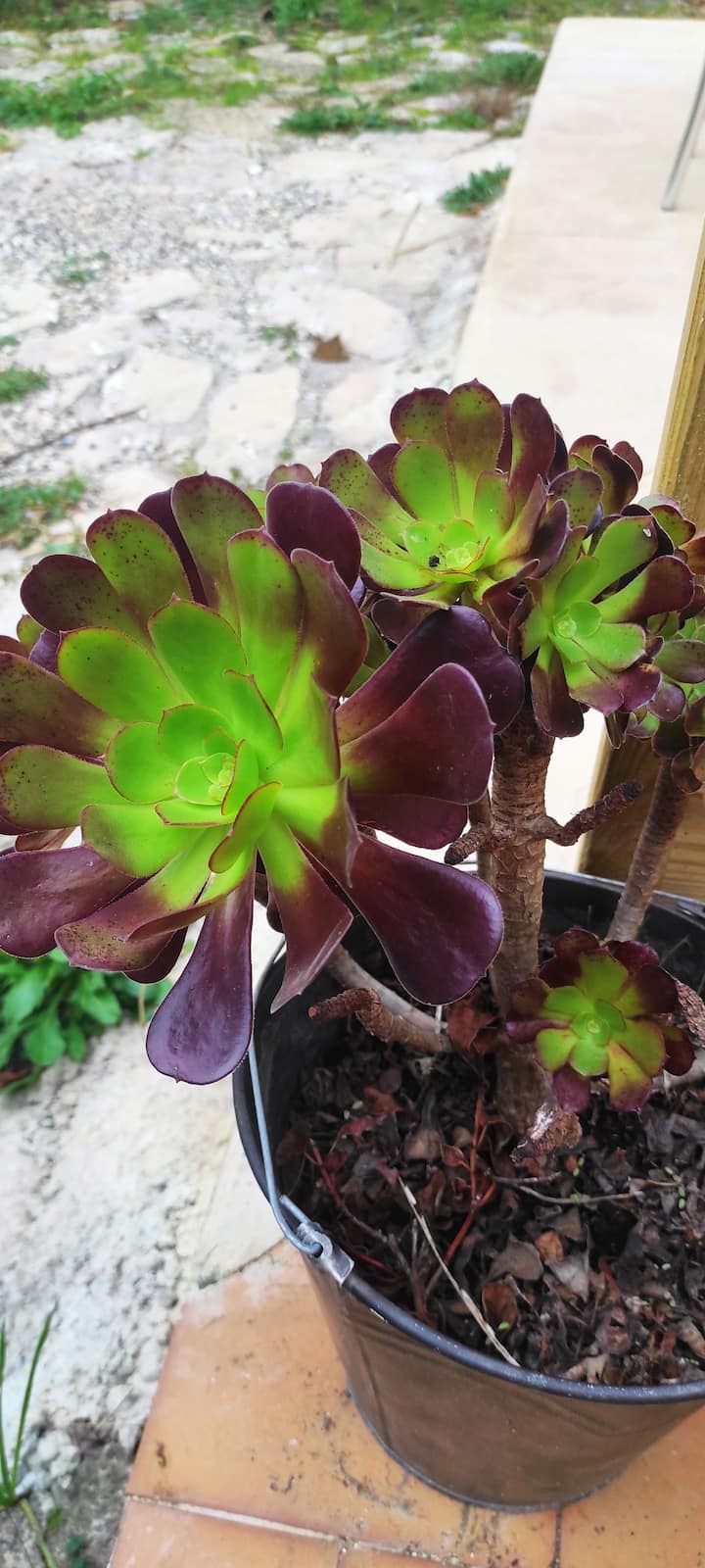 Le Laoul Gîte 2 Personnes - Bourg-Saint-Andéol