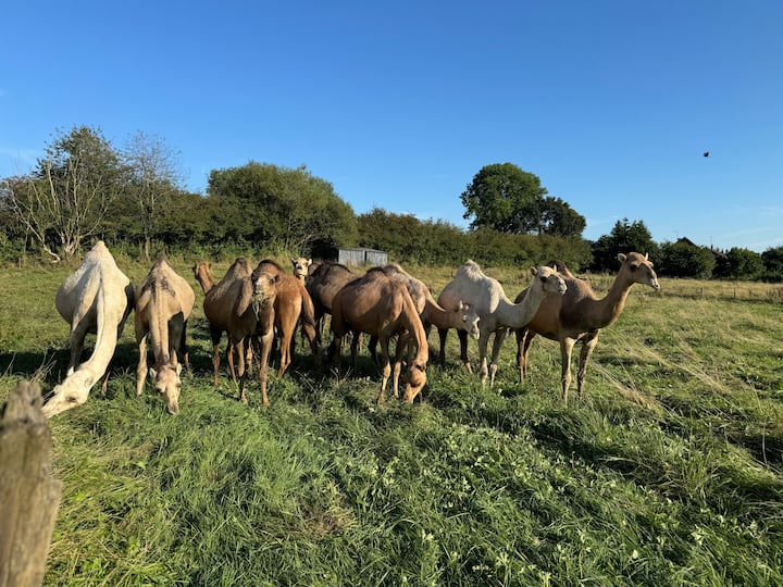 Maison Nomade - Maubeuge
