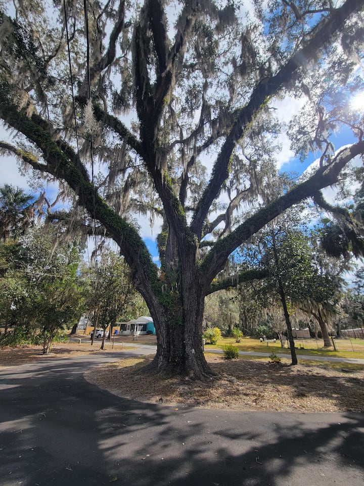 3 Bed/2 Bath Cottage Near Downtown Crystal River. - Crystal River, FL