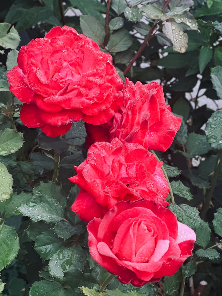 Nurse's Home ! - New Glasgow