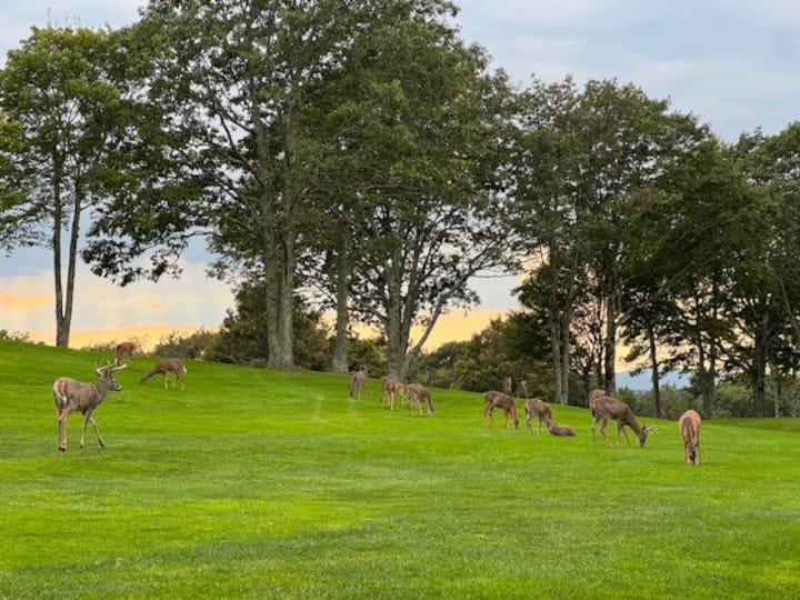 The Captains Apt - Beech Mountain, NC