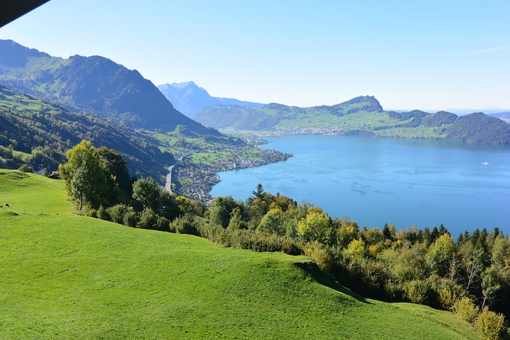 Bellavista: Alp_enzian - Emmetten