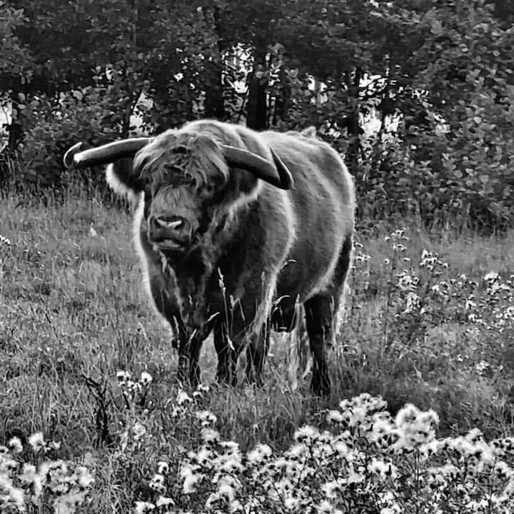 Ferienwohnung Highland 2 - Roermond