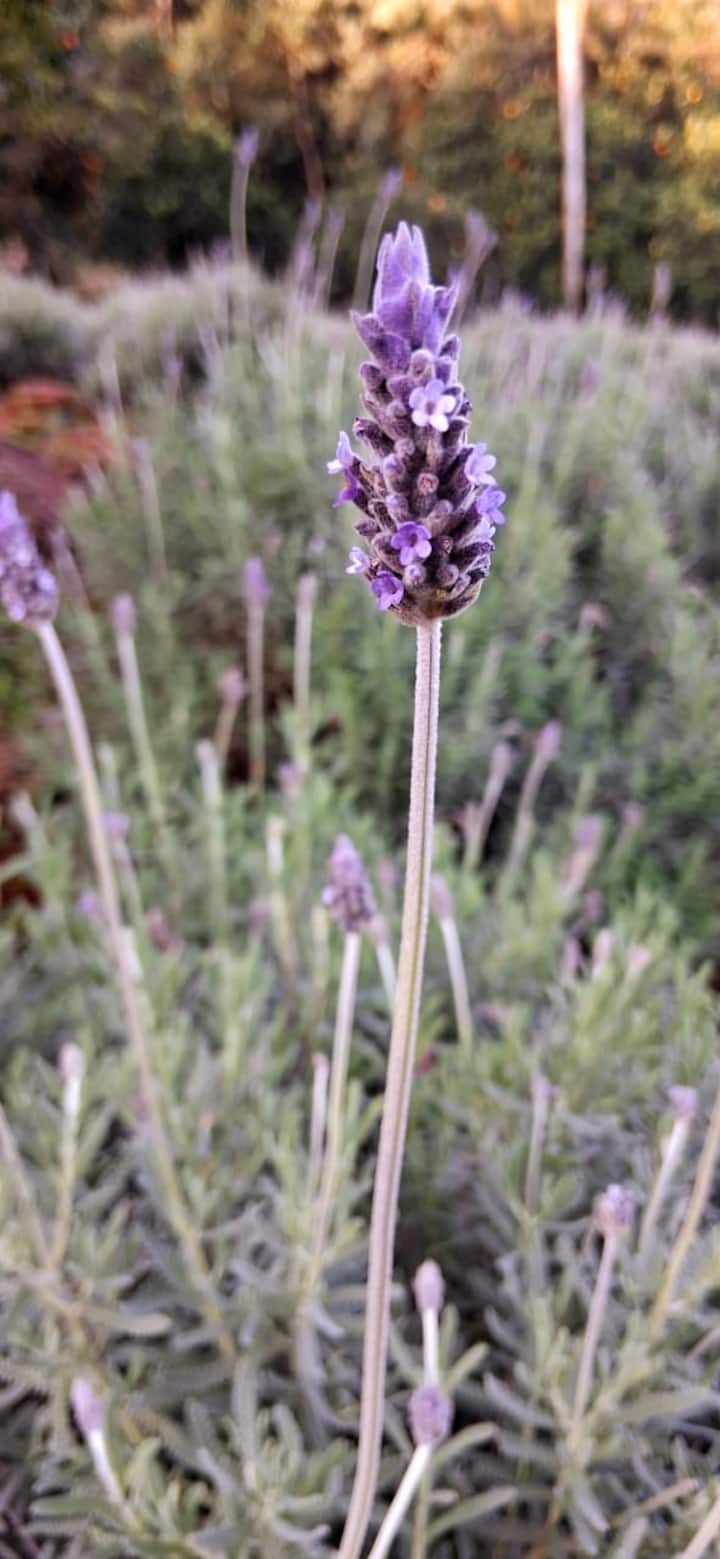 Chalé Das Lavandasmr - Dois Irmãos