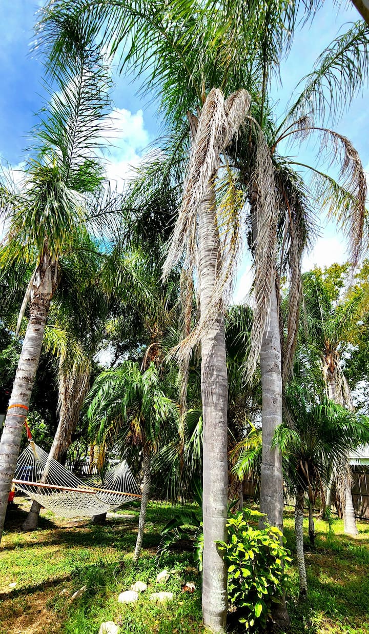 Palm Oasis - Venice Beach, FL