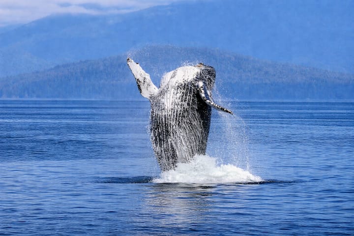 Whale Walk Apartment - Hermanus