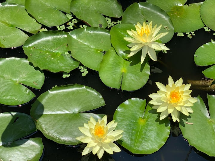 Loto Azul - Zihuatanejo