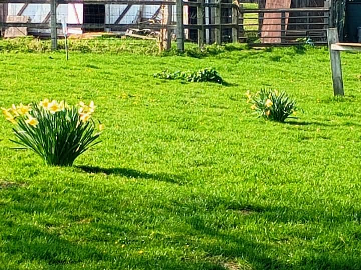 Petit Tour à La Campagne Et Ses Alentours - Beuzeville