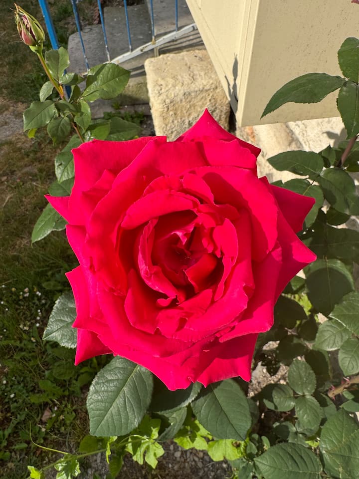 Juanita - Romilly-sur-Seine