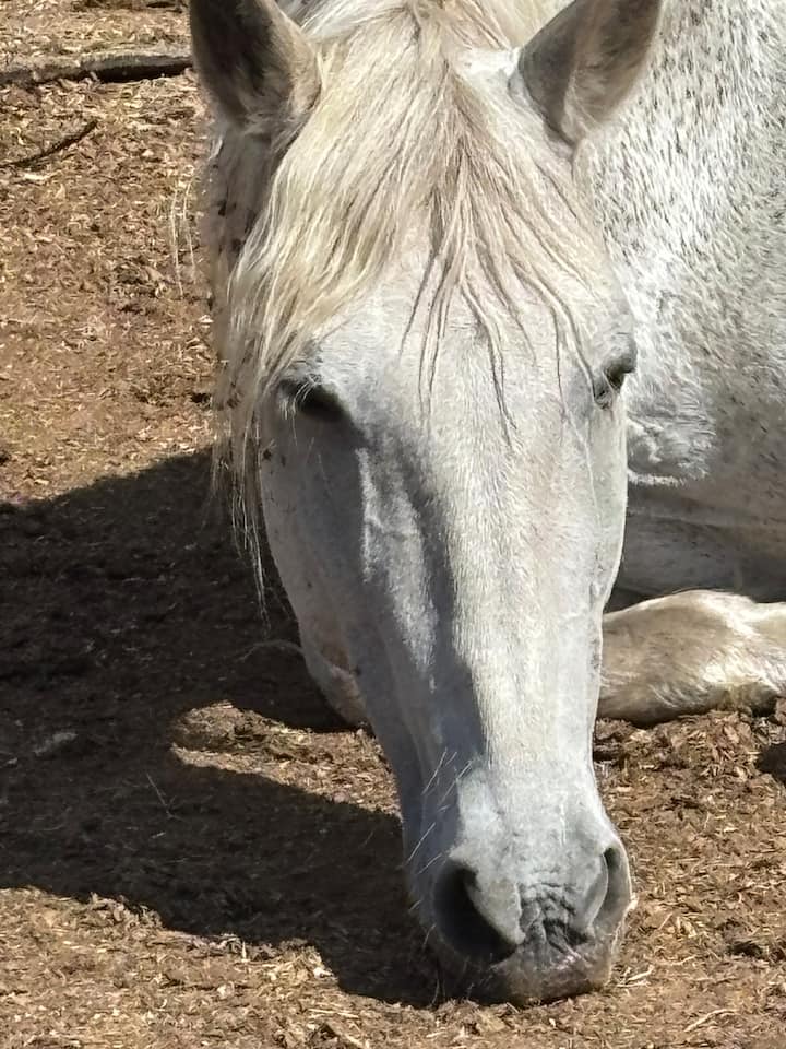 Windcroft Stables In The White Mountains Nh - New Hampshire (State)