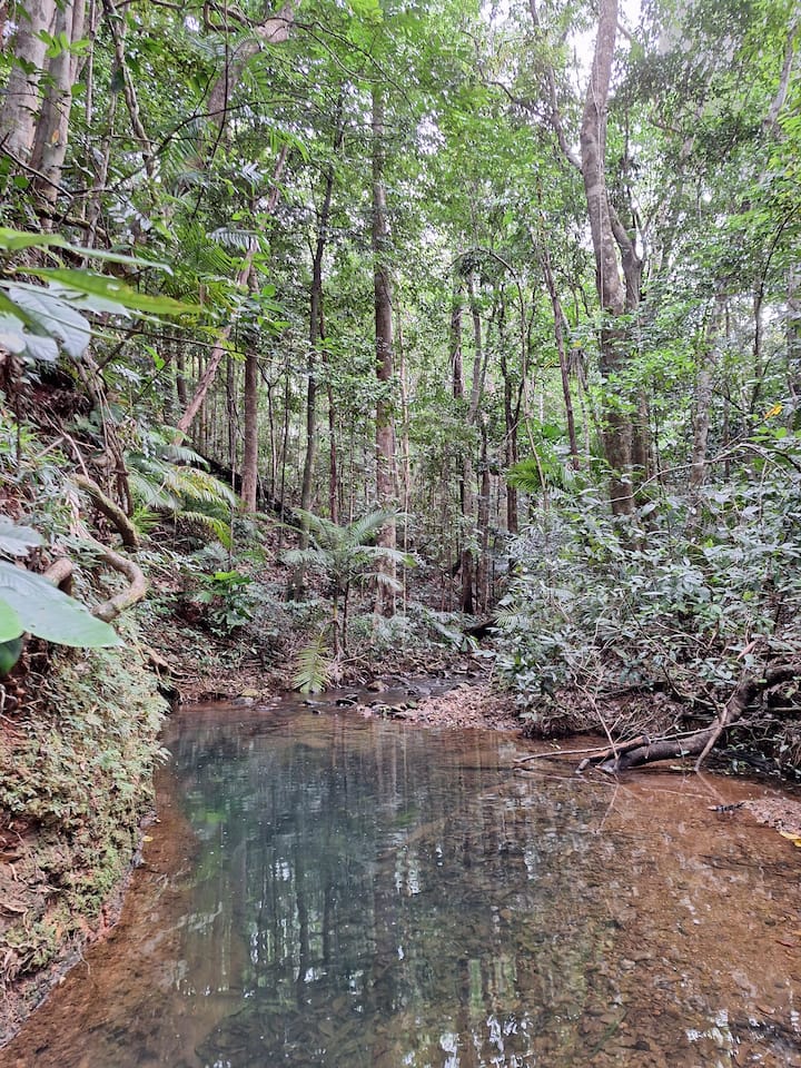 New, 40% Off, Creek, Rainforest, Beach, Cassowary - Daintree