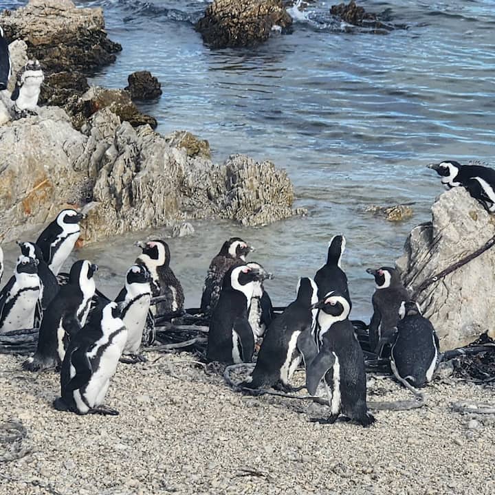 Seafront Holiday Home - Kleinmond