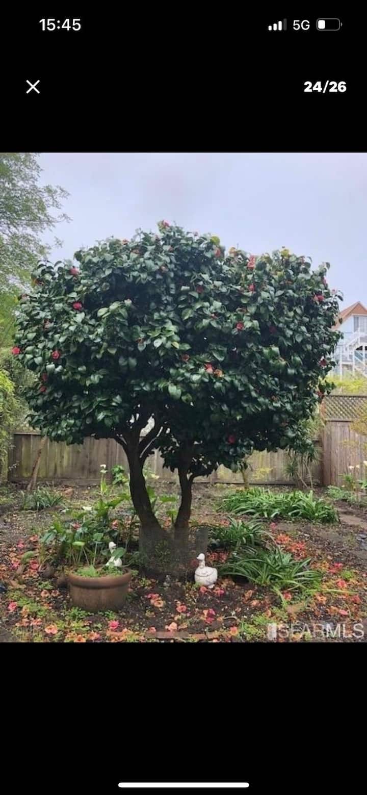 Edwardian House In The Presidio Of San Francisco - The Fillmore - San Francisco