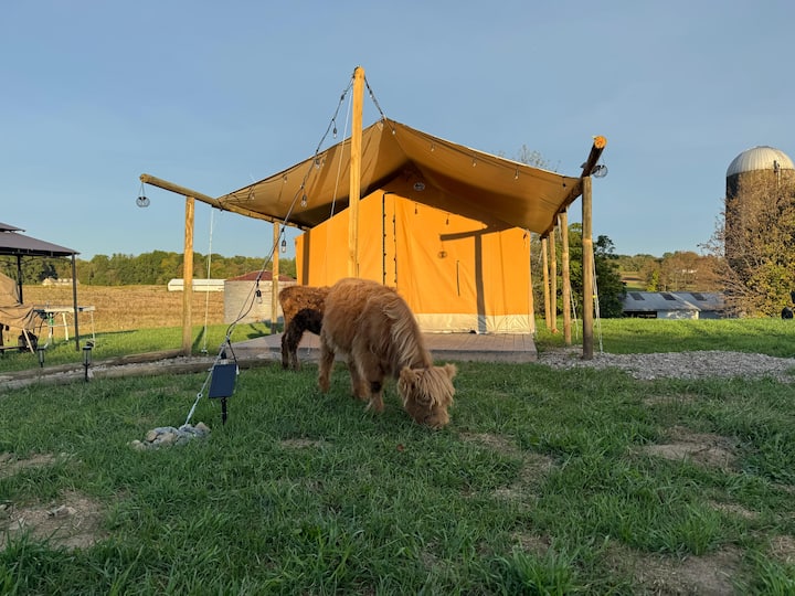Glamping With Mini Highlander Cows! - Beaver Creek State Park, East Liverpool