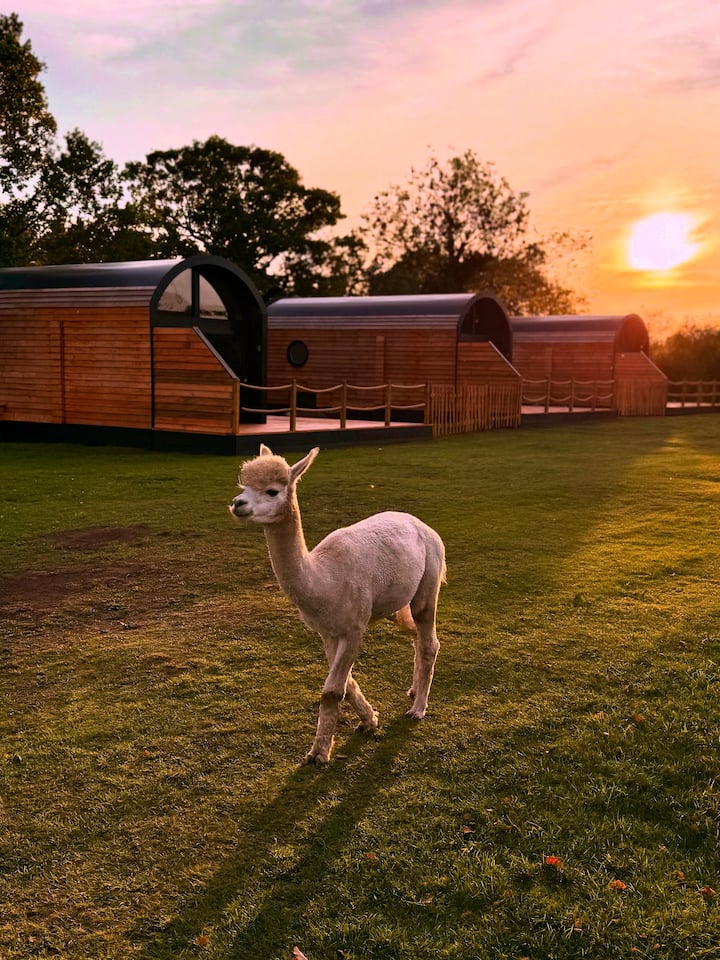 Luxury House Pod & Wood Fired Hot Tub Highland Cow - 