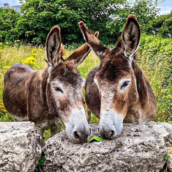 Twin Room Ensuite At Kilronan Hostel - County Clare