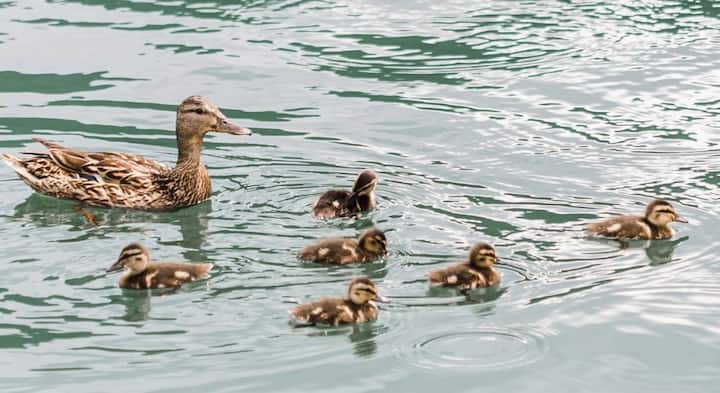 I Paperotti Sulla Dora - Turim