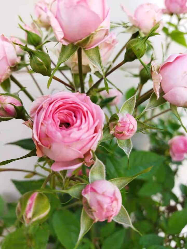 神華A号室 - Saga, Japan