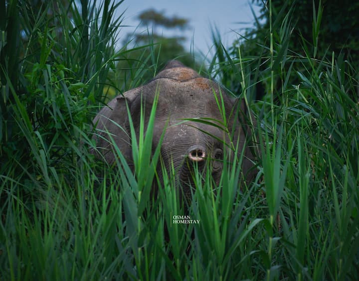 Come To Our Place - Kinabatangan