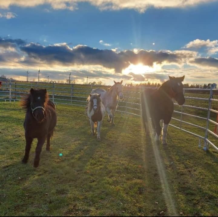 Ruhe Und Entspannung Auf Der Old Charmi Ranch - Harsefeld